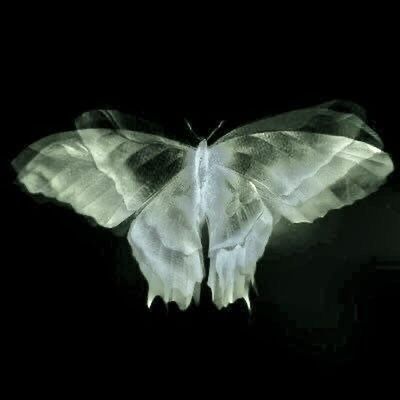 (os/sf) the butterfly is gone | AOT fanfiction - 03 call of silence ...