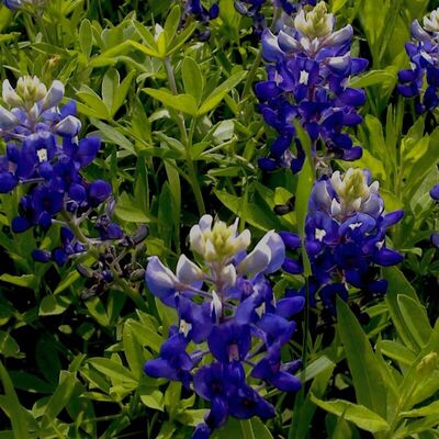 Bluebonnet flower || Mikasaannie: ฟิค Girl Love (บรรยาย)