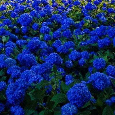 Catherinr Marchant(Harry potter× DracoMalfoy): ฟิค Girl Love (แชท)