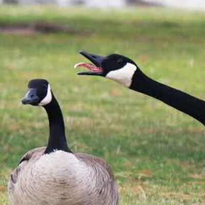 goose lil boi (HongWoo): ฟิค Boy Love (แชท)