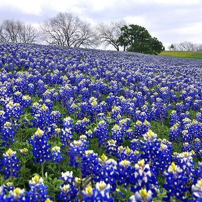 Bluebonnet?|blue lock|: ฟิคฟรีสไตล์ (แชท)