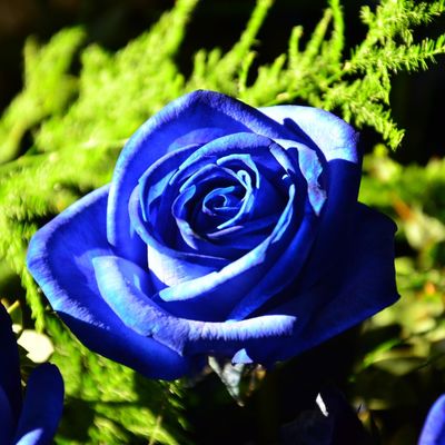 Blue Rose.....รักนี้แด่เธอ [ป๋อจ้าน]: ฟิค Boy Love (บรรยาย)