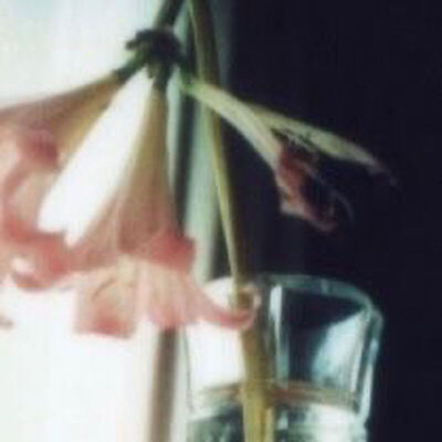 (Sf/Os) primrose (all gorn): ฟิค Boy Love (แชท)