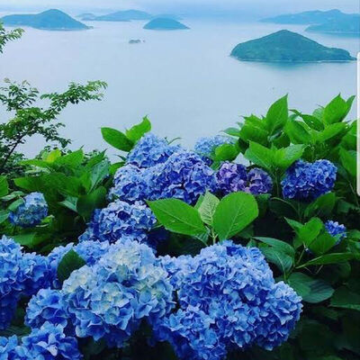 blue hydrangea: ฟิค Boy Love (บรรยาย)