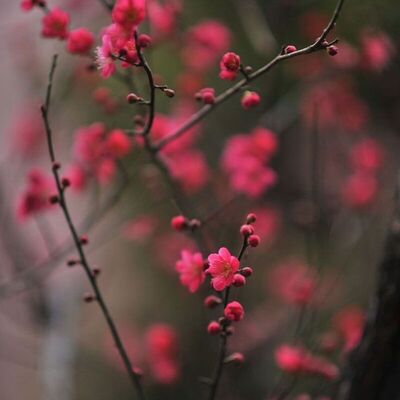 what took the king to kneel | sukume - 01 | His pride: ฟิค Boy Love ...