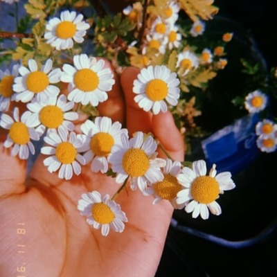 [kny]my beautiful flower.: ฟิค Boy Love (แชท)