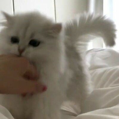 ไป่เจีย - kafstel: ฟิค Girl Love (แชท)