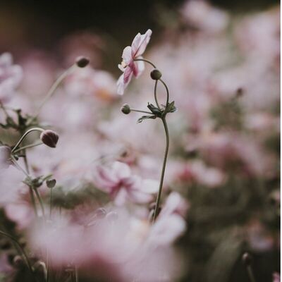 [FFXV] Flower For You (Gladiolus/Noctis): ฟิค Boy Love (บรรยาย)