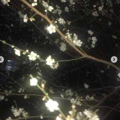 cherry blossom on your sycamore tree | straykids: ฟิคฟรีสไตล์ (แชท)