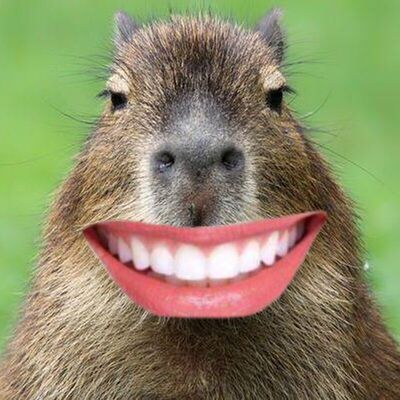 Capybara OC X ???: Sci-fi (แชท)