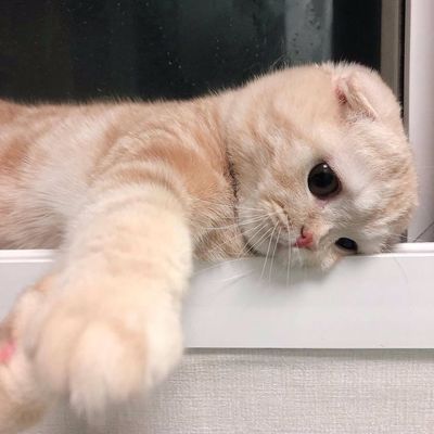 Because of cat | Seolbo: ฟิค Girl Love (แชท)