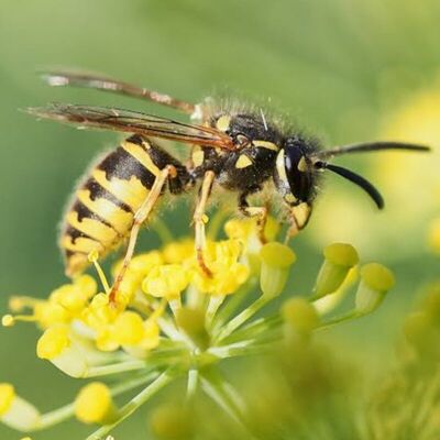 Bugmaster|สารานุกรมแมลงจากต่างโลก: แฟนตาซี เกมออนไลน์ ต่างโลก