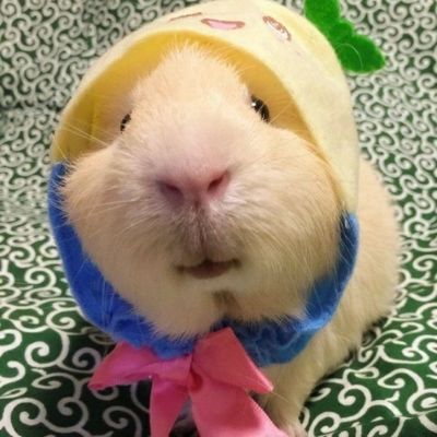 คุณประธาน #ซึงโดยอน: ฟิค Boy Love (แชท)