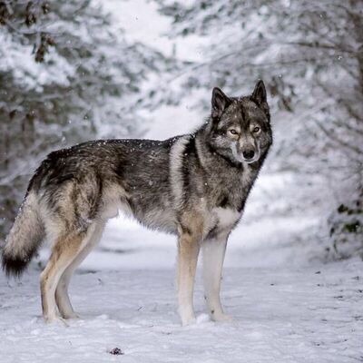 สนใจเกไหมห่ะ(countryhumans): นิยายรัก (แชท)