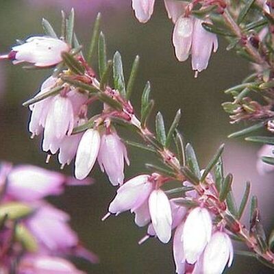 ดอกเอริก้า | Erica Flower |: วรรณกรรมเยาวชน