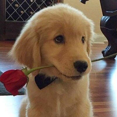 จุ้นจะจีบหมวย hanjo: ฟิค Girl Love (แชท)