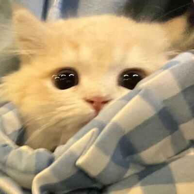 ได้โปรดอย่าเปลี่ยนโฟผม《rontoto》: ฟิค Boy Love (แชท)