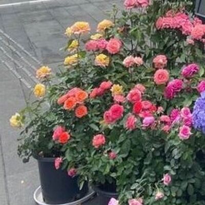 เกิดใหม่? | wave | rov | y/n: ฟิคฟรีสไตล์ (แชท)