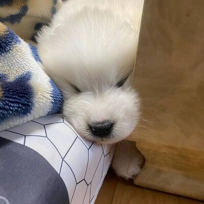 fluff, muff and puff: ฟิคฟรีสไตล์ (แชท)