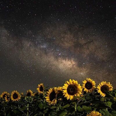 ทานตะวันกับดวงดาว: ฟิค Love Novel (แชท)