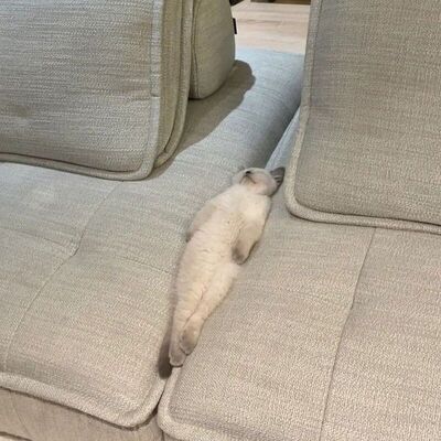 เก๊าท์จะไปแล้วนะ | Doah×Sooji: ฟิค Girl Love (แชท)