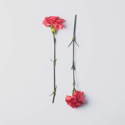 - canation flower | dayeon x doah: ฟิค Girl Love (แชท)