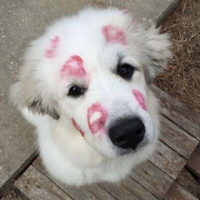 Princess' dog (ถาวร): ฟิค Boy Love (แชท)