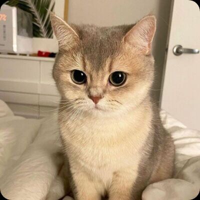 ประธานนักเรียน | hanjo: ฟิค Girl Love (แชท)