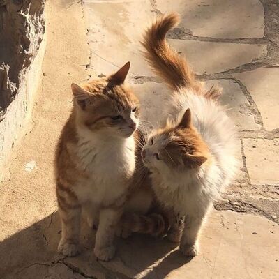 จอมใจ / aventio , kavehtham: ฟิค Boy Love (แชท)