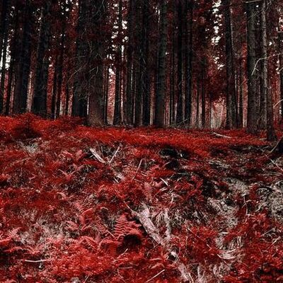 The blood forest / ป่านองเลือด / F0RE31: ลึกลับ (แชท)