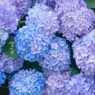 ไฮเดรนเยียของผม|Ginnique × Ark: ฟิค Boy Love (แชท)