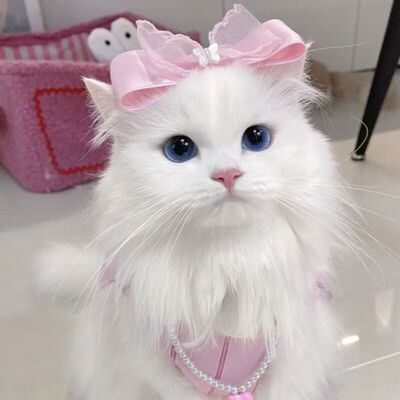 (os/sf) meow ~: ฟิคฟรีสไตล์ (แชท)