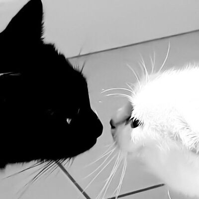 just friend ; gornkun: ฟิค Boy Love (แชท)