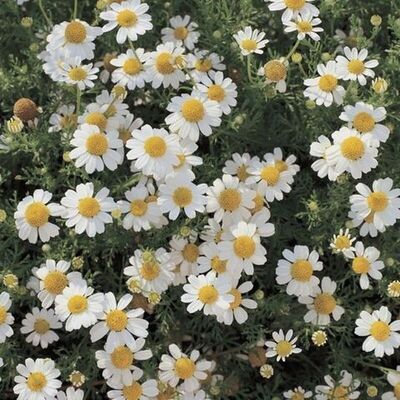 os/sf — daisies are bloom |: ฟิคฟรีสไตล์ (บรรยาย)