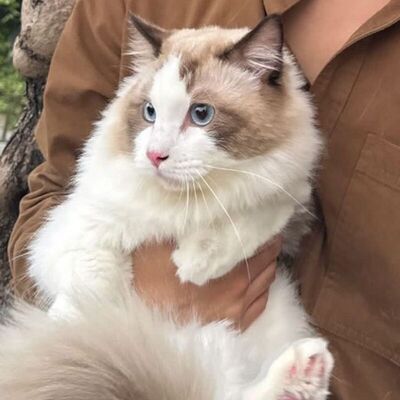 HBD Fourth Nattwat: ฟิค Boy Love (แชท)