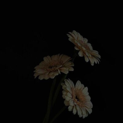 Am I dead? | Bright: ฟิค Boy Love (แชท)