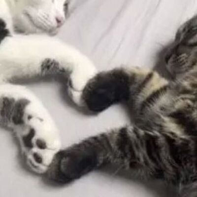 แมวข้างบ้าน Tortain: ฟิค Boy Love (บรรยาย)