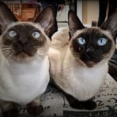 we are siamese if you please / twisted wonderland x oc\: ฟิค Boy Love (แชท)