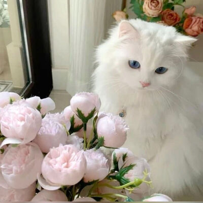 แมวขาวของพวกผม || J-Break||jim,MJ,Wayne X Howl: ฟิค Boy Love (แชท)