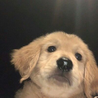 เสือ?| boss×noo: นิยายรัก (แชท)