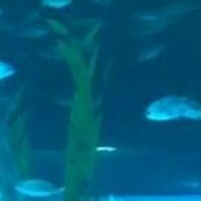 บ๊อก บ๊อก!|Boss Noo: ฟิค Love Novel (แชท)