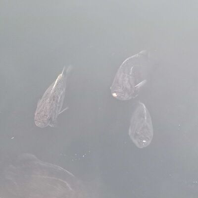 writer announce 📣: นิยายรัก (แชท)