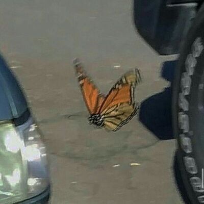 Guide butterfly ／ たえてん: ฟิค Boy Love (แชท)