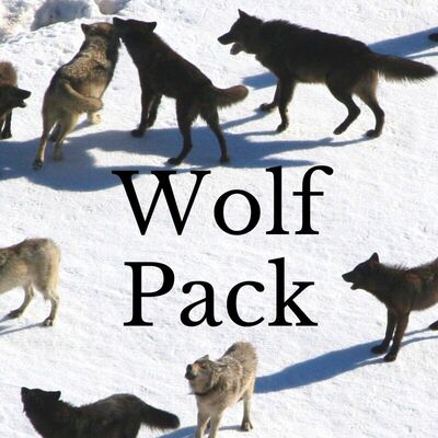 Wolfpack [Omegaverse] - Wolfpack │ Introduction: ฟิค Boy Love (บรรยาย)