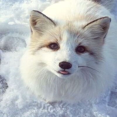 white fox {จิ้งจอกขาว🦊} #Kookv: ฟิค Boy Love (แชท)