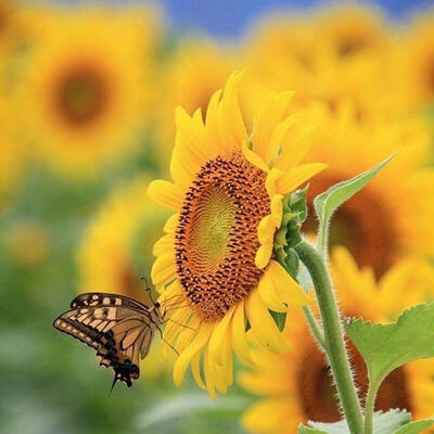 " Butterfly of love " ( ป๋อจ้าน ): ฟิคฟรีสไตล์ (แชท)