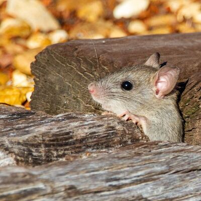 Encanto | Rats show.: ฟิคฟรีสไตล์ (บรรยาย)