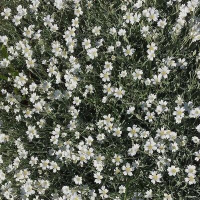 ใจดี | kookv: ฟิค Boy Love (แชท)