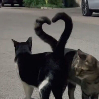 meowly | JUNGDO: ฟิค Boy Love (แชท)