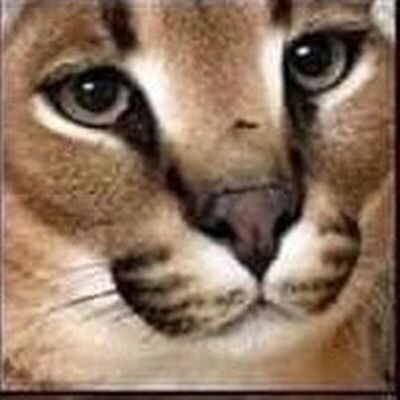 floppa;) - การเจอกันครั้งแรกของMs.floppaและfloppa : Sci-fi (แชท)